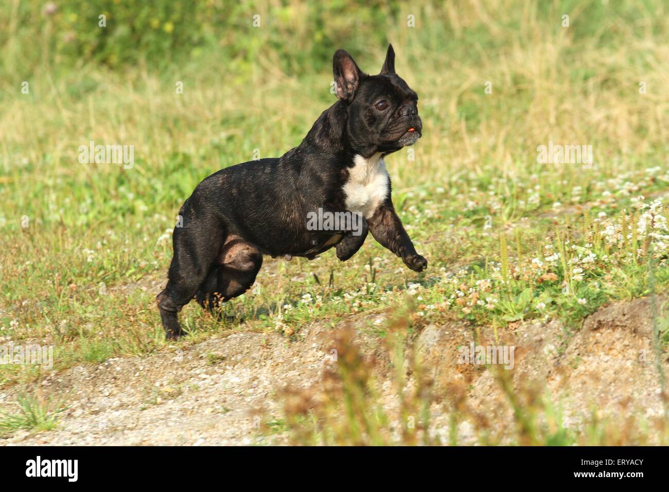 running French Bulldog Stock Photo - Alamy