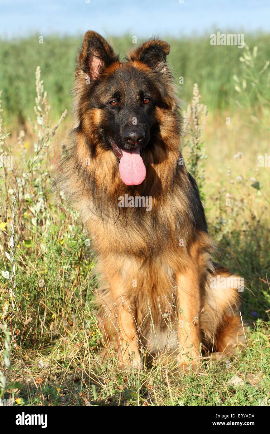 sitting Old German Shepherd Stock Photo - Alamy