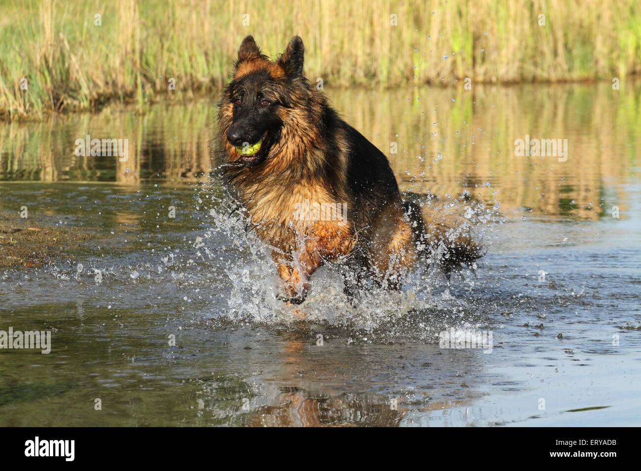 playing Old German Shepherd Stock Photo - Alamy