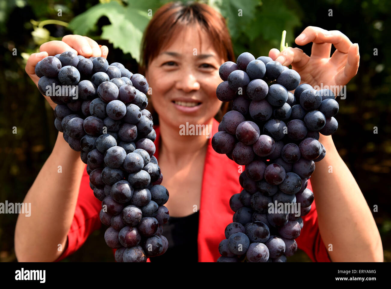 Honghe, China's Yunnan Province. 9th June, 2015. A farmer named Zhang ...
