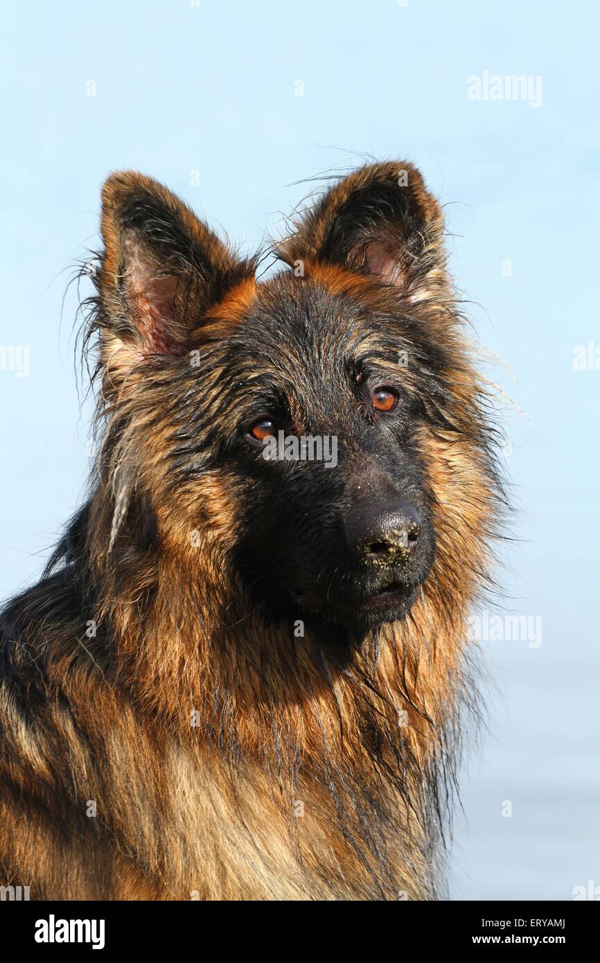 Old German Shepherd Portrait Stock Photo - Alamy