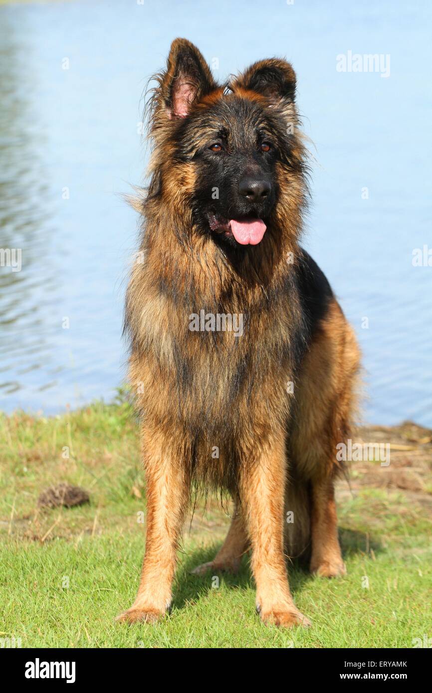 standing Old German Shepherd Stock Photo - Alamy