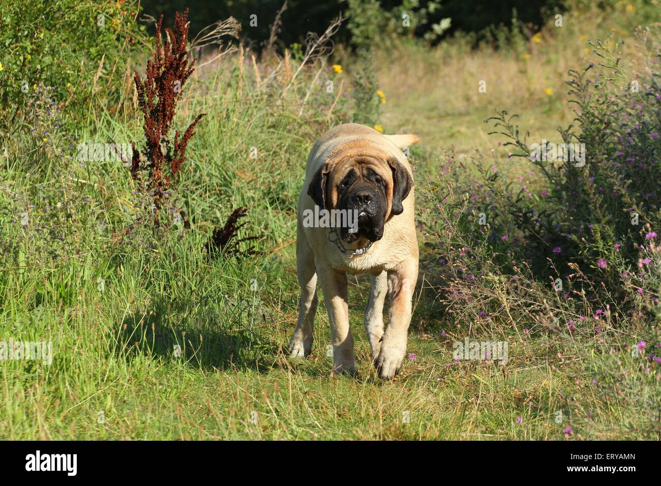 walking Old English Mastiff Stock Photo - Alamy