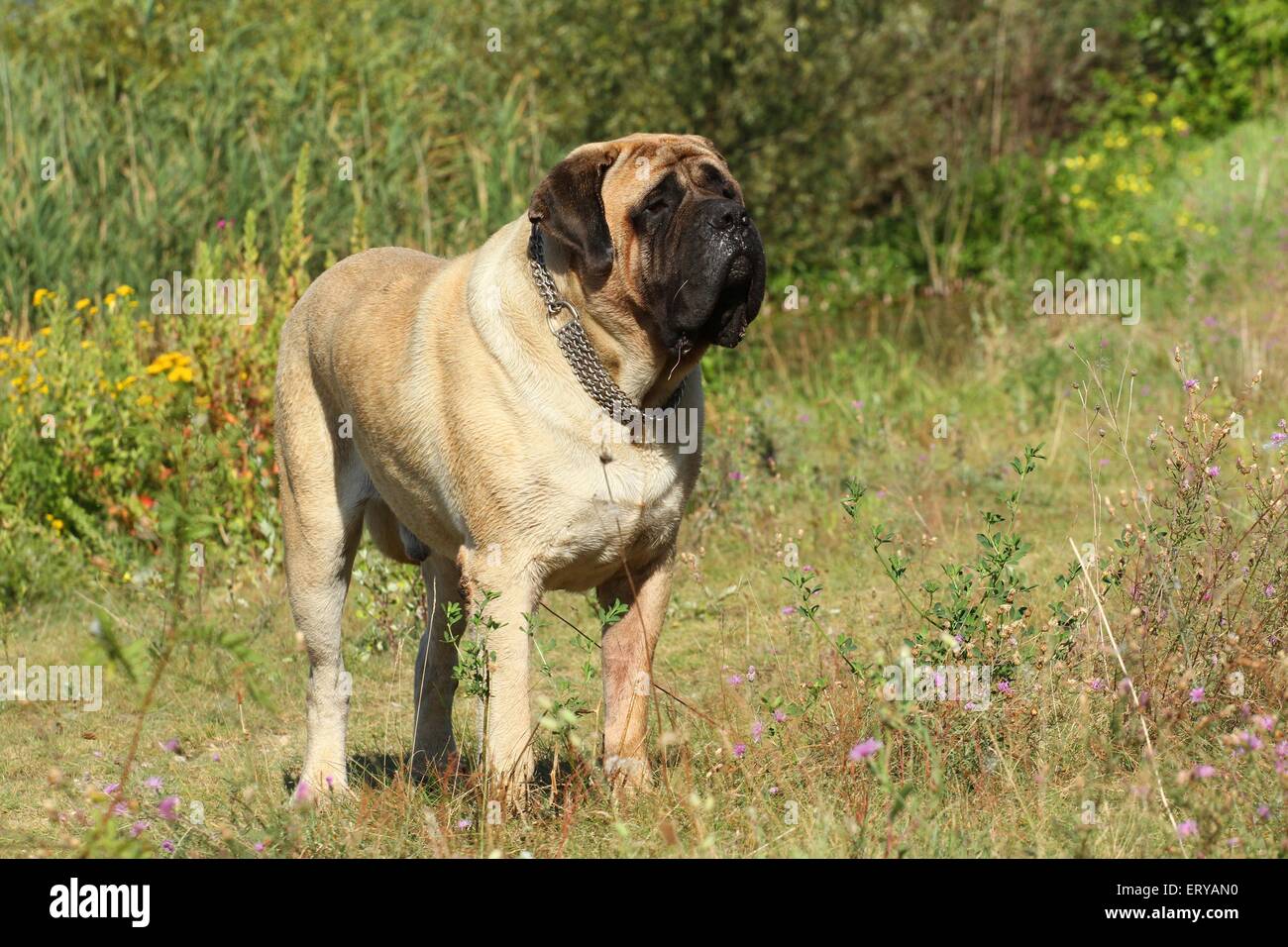 standing Old English Mastiff Stock Photo - Alamy