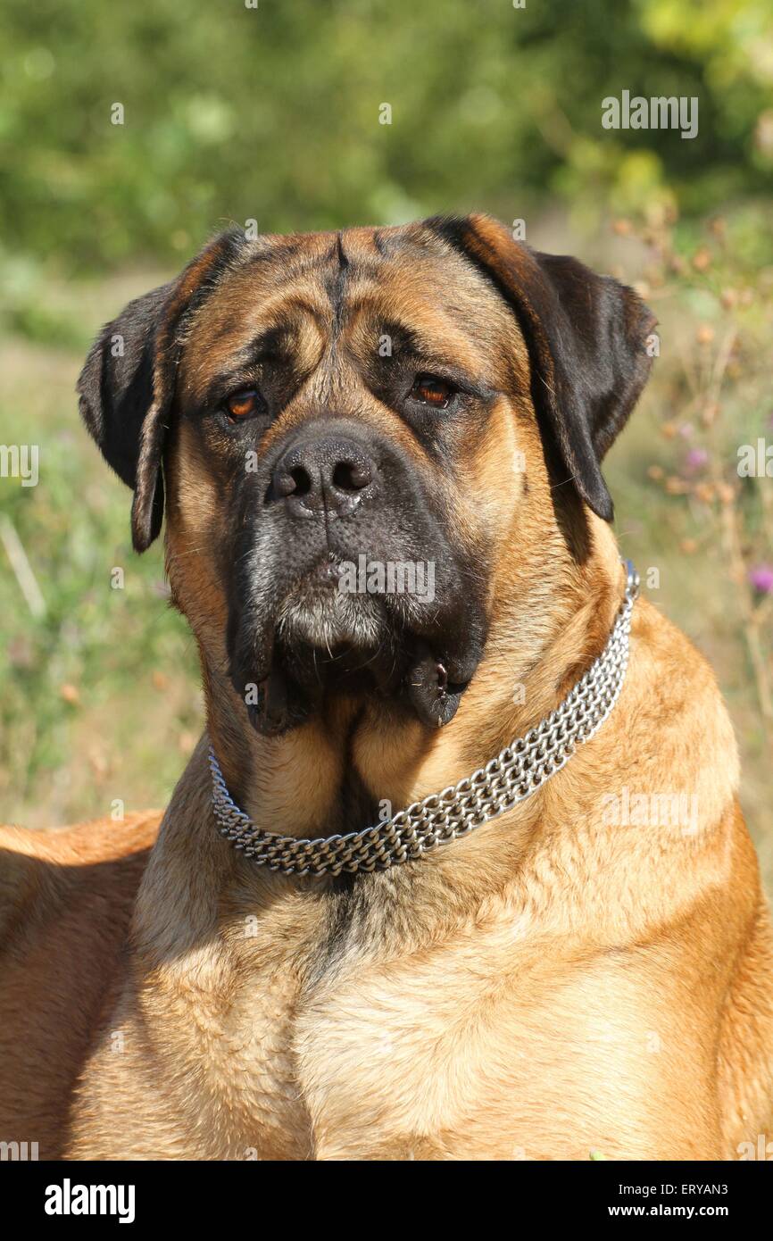 Old English Mastiff Portrait Stock Photo - Alamy