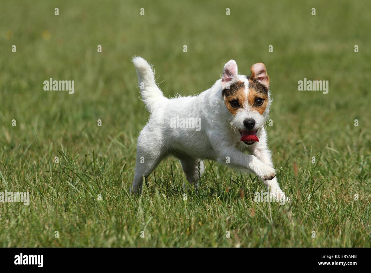 running Parson Russell Terrier Stock Photo - Alamy