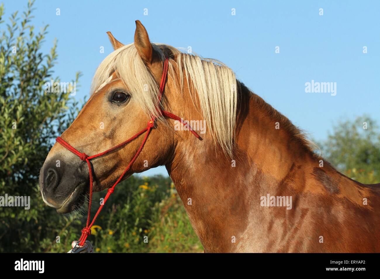 Haflinger horse portrait Stock Photo - Alamy