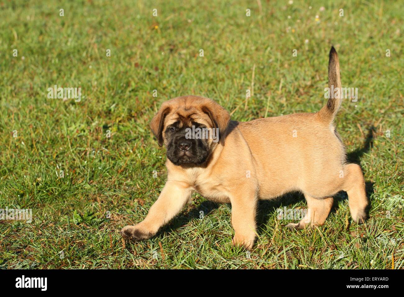 Old English Mastiff Puppy Stock Photo - Alamy