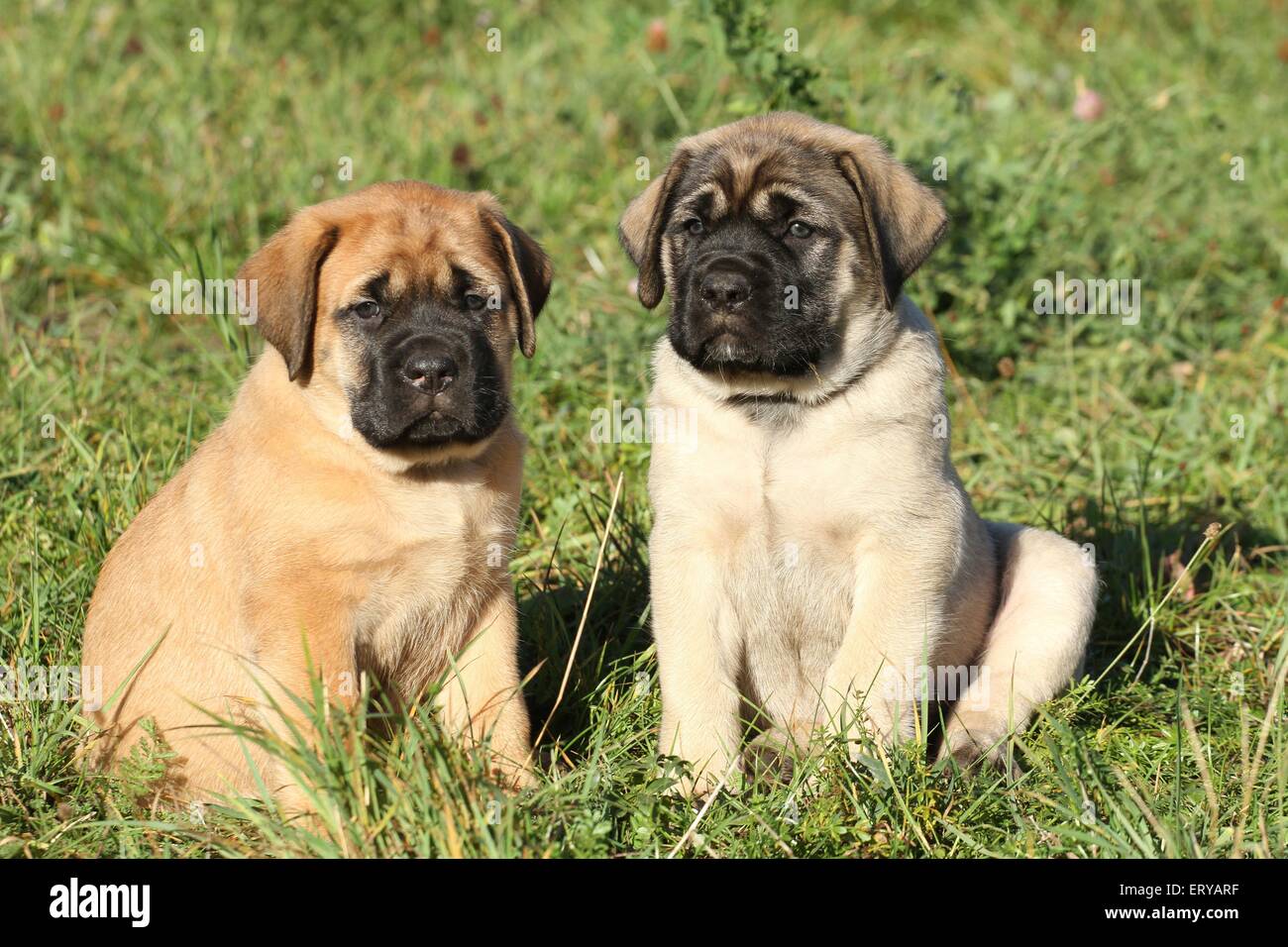 Old English Mastiff Puppies Stock Photo - Alamy