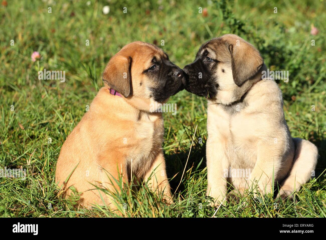 Old English Mastiff Puppies Stock Photo - Alamy