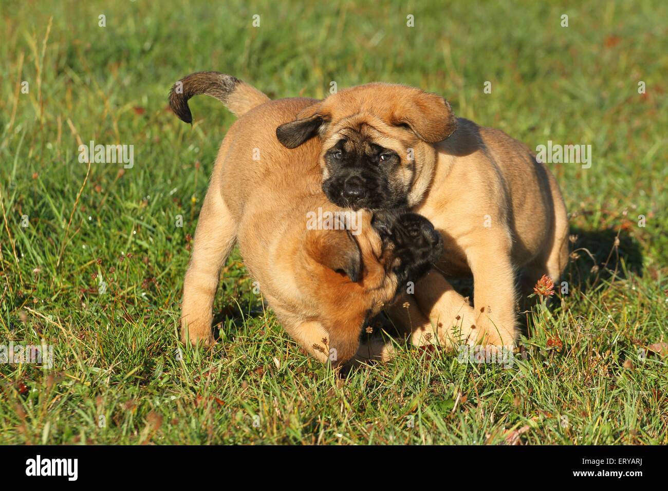 Old English Mastiff Puppies Stock Photo - Alamy