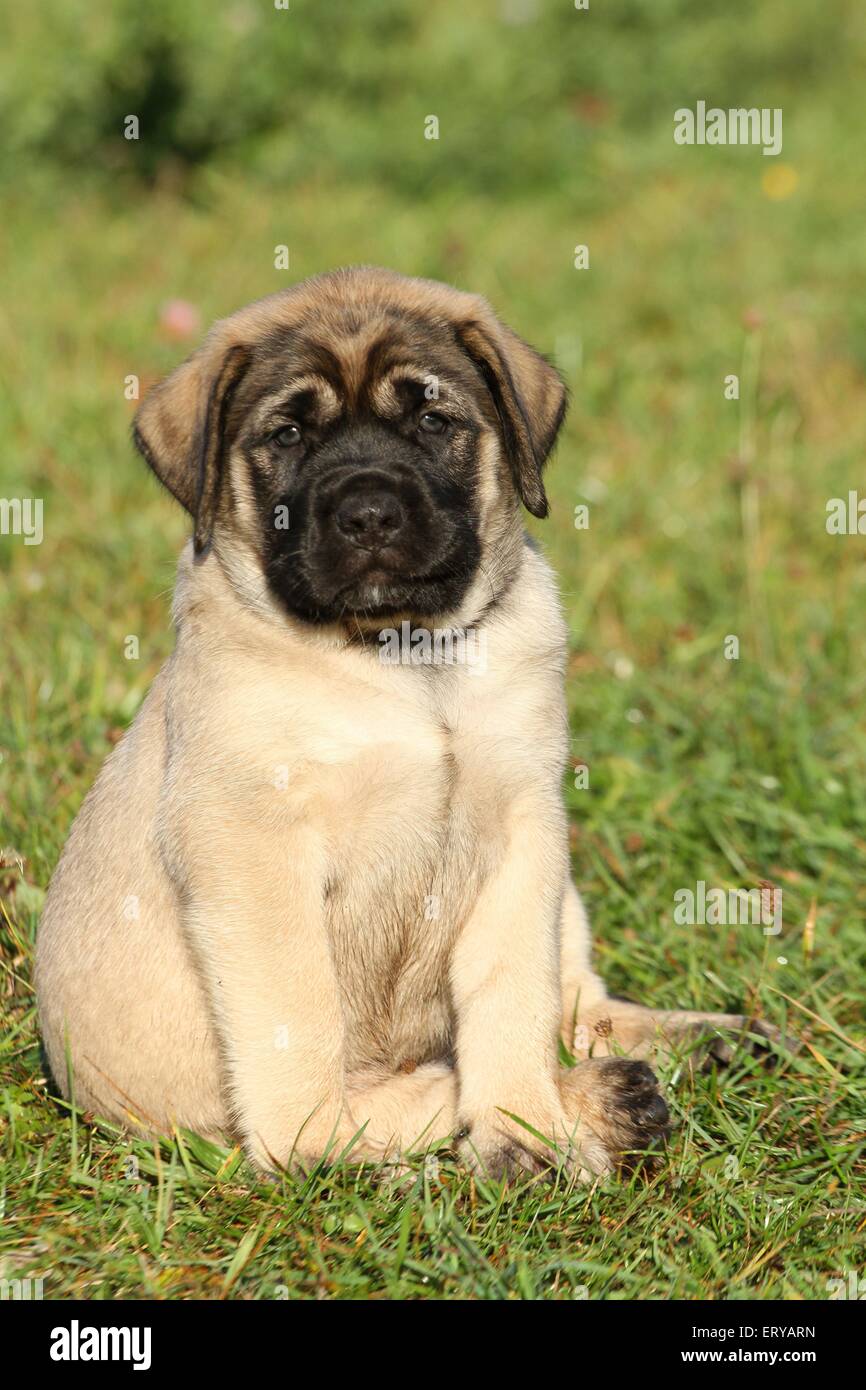 Sitting old english mastiff hi-res stock photography and images - Alamy