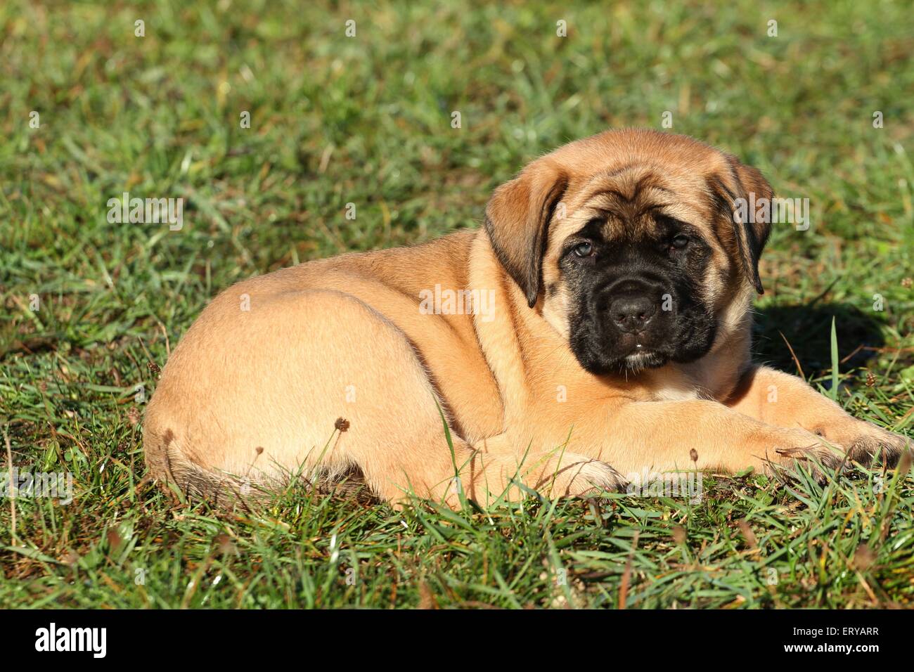 Old English Mastiff Puppy Stock Photo - Alamy