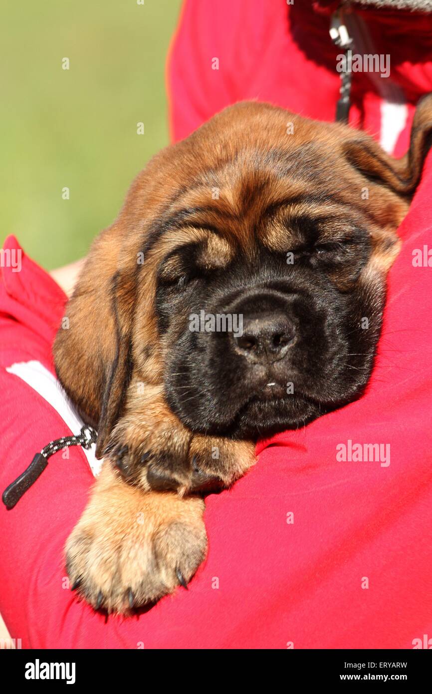 Old English Mastiff Puppy Stock Photo - Alamy