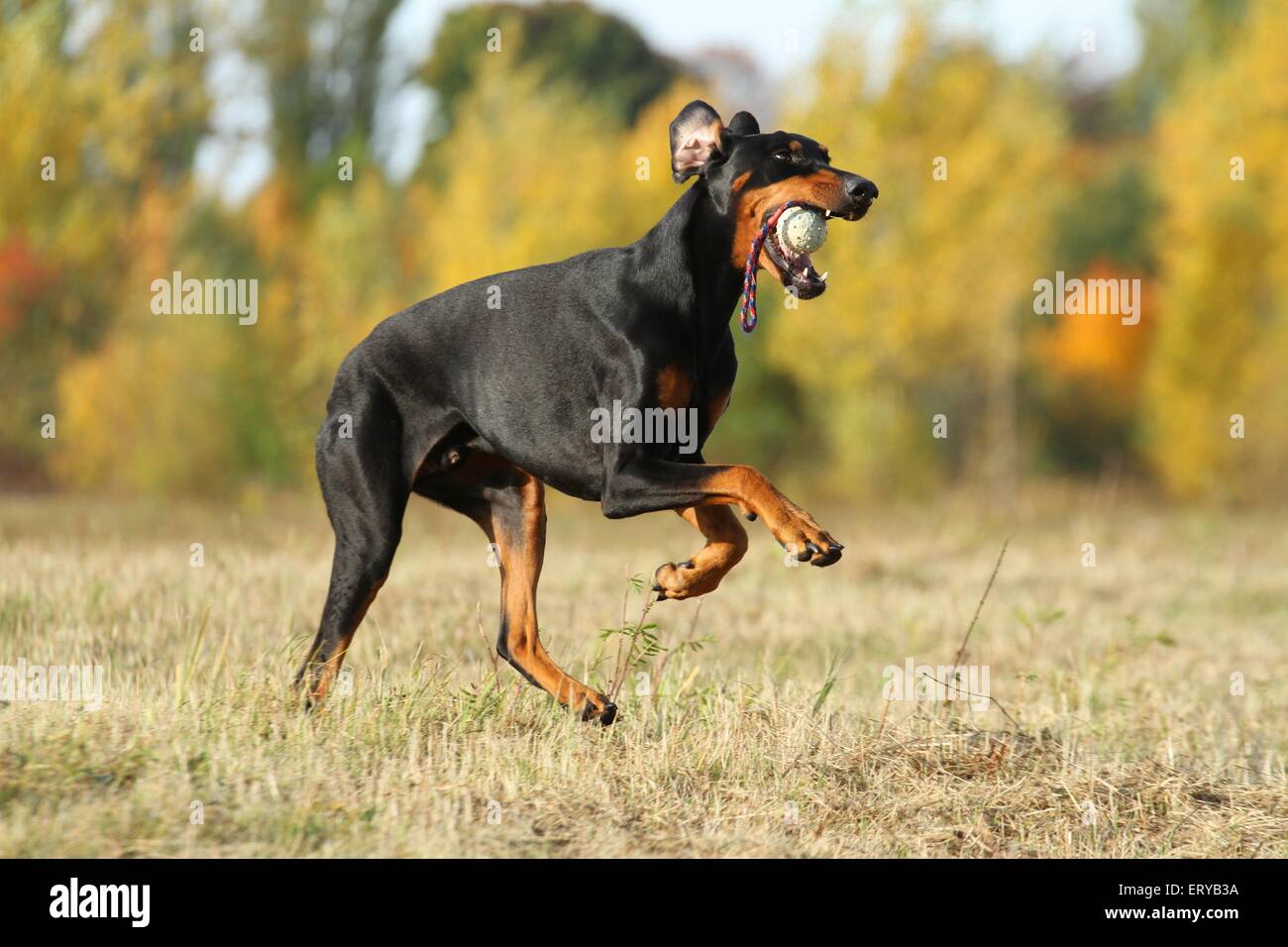 playing Doberman Pinscher Stock Photo - Alamy