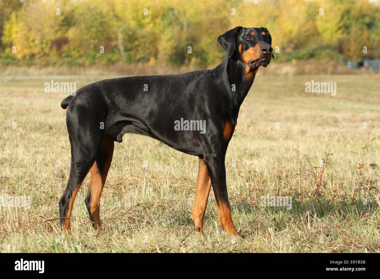 standing Doberman Pinscher Stock Photo - Alamy