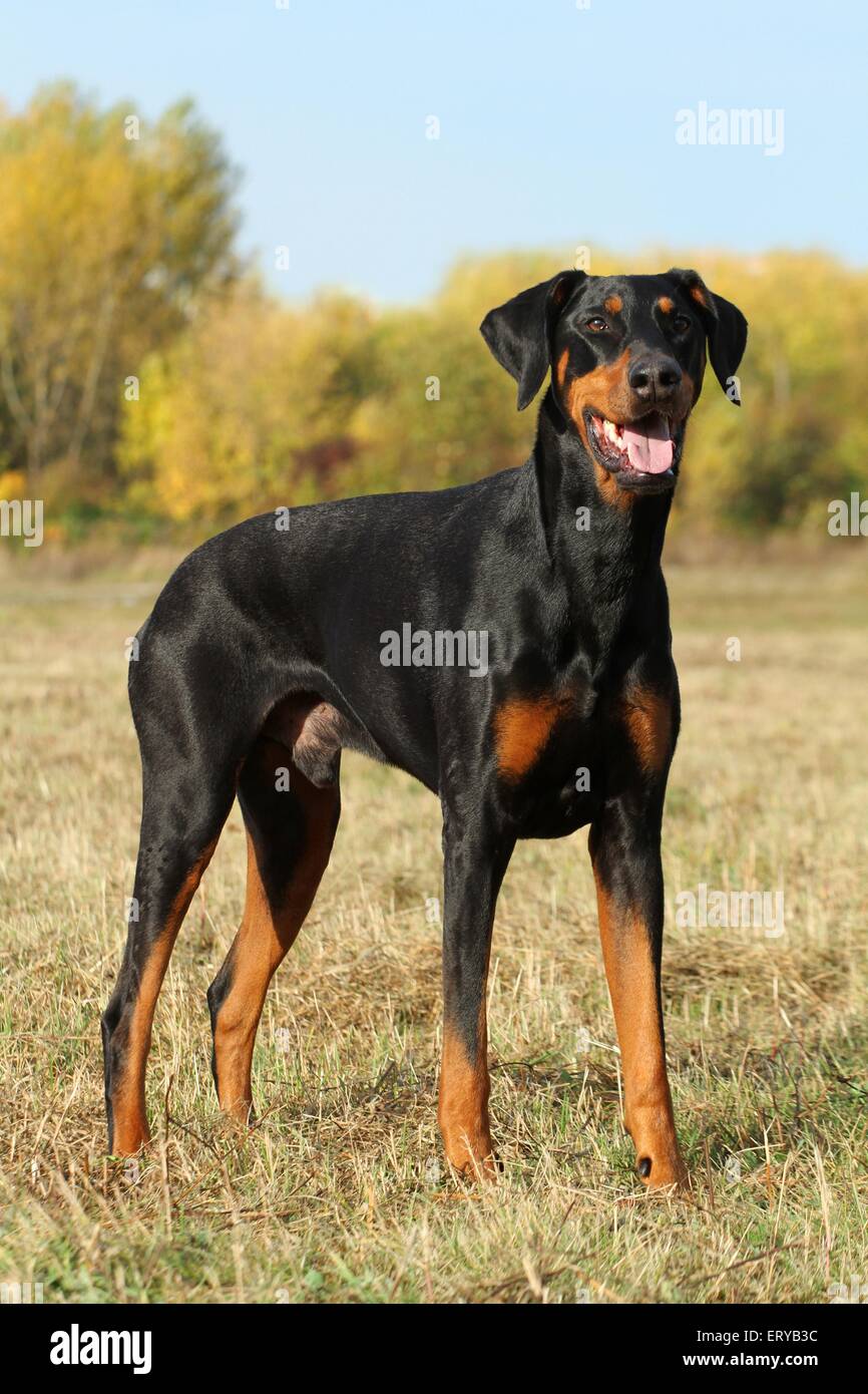 standing Doberman Pinscher Stock Photo - Alamy