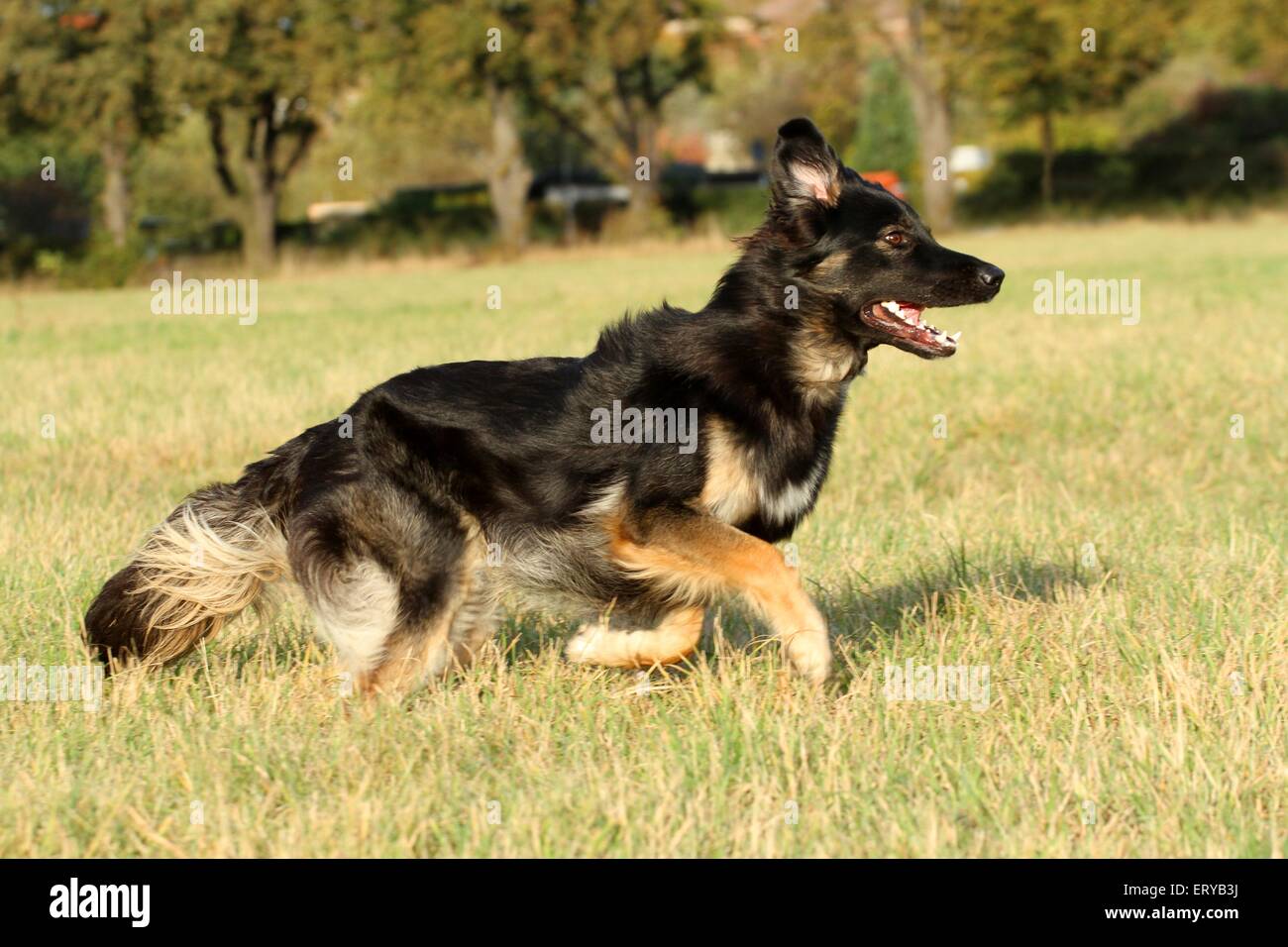 Animal animals autumn dog dogs fall motion running runs hi-res stock ...