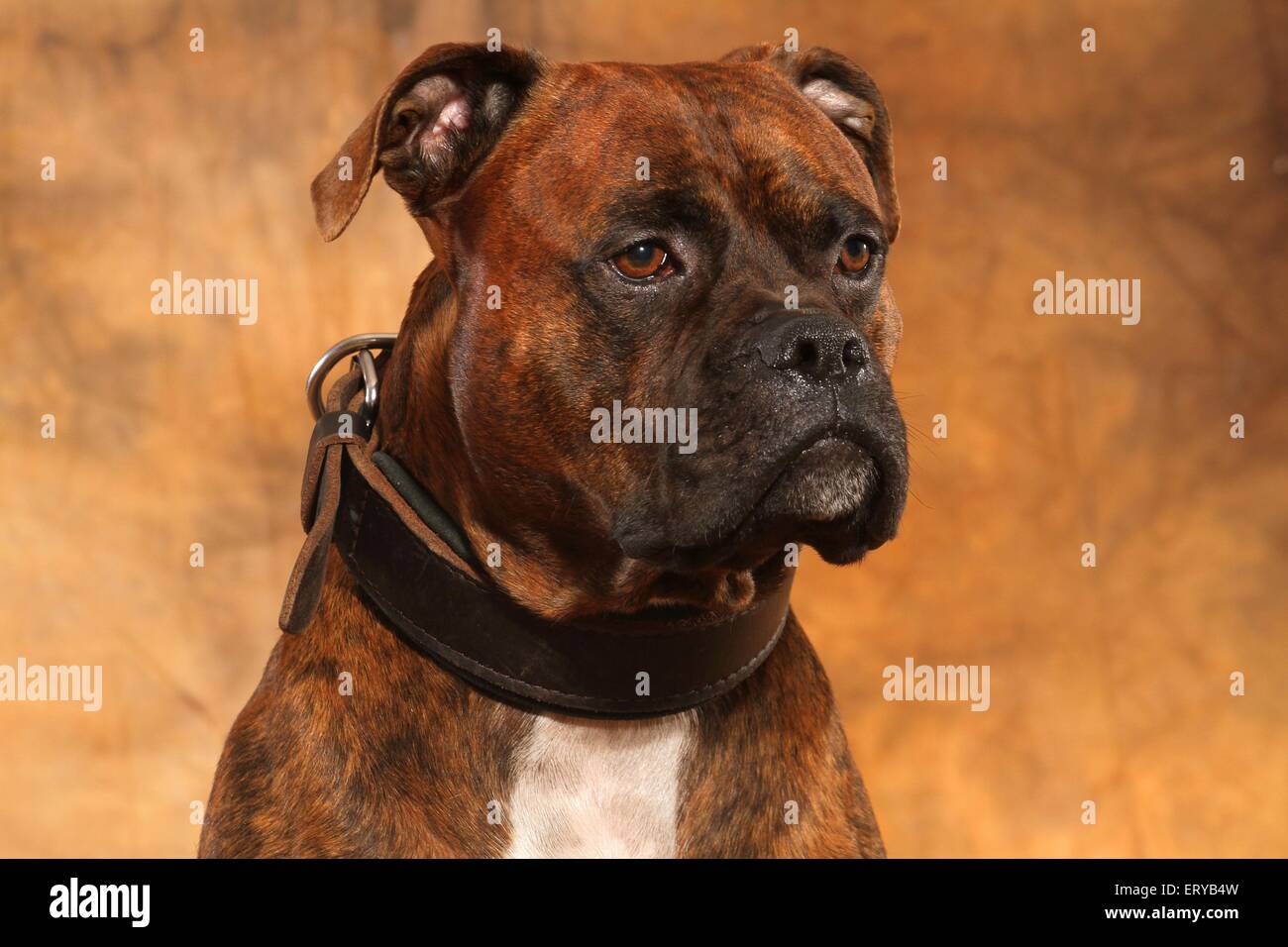 German Boxer Portrait Stock Photo - Alamy