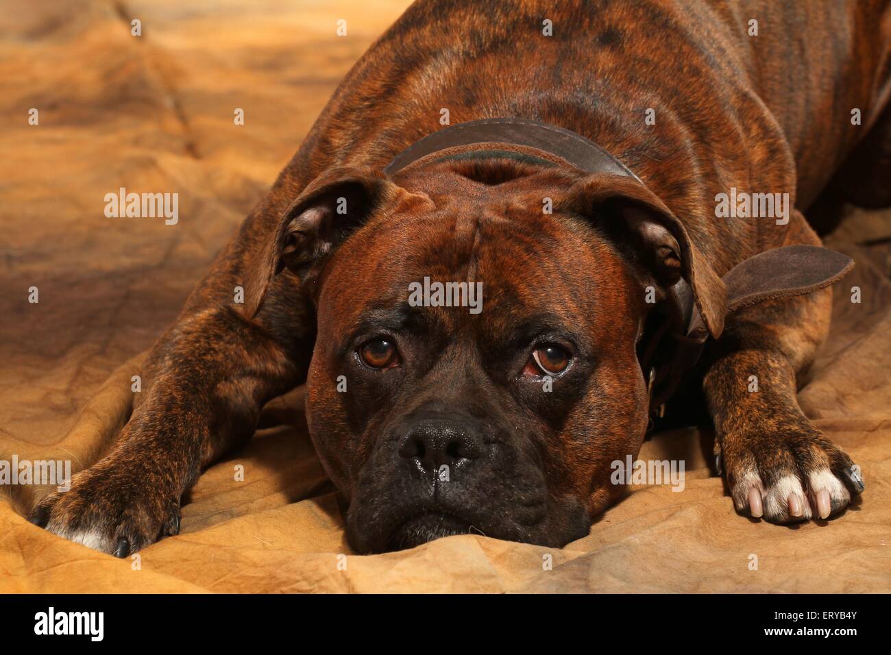 Tired boxer hi-res stock photography and images - Alamy