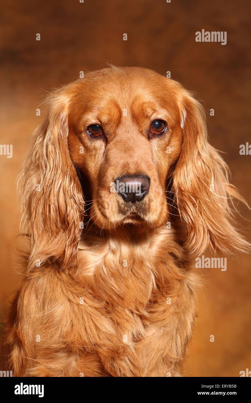 English Cocker Spaniel Portrait Stock Photo - Alamy