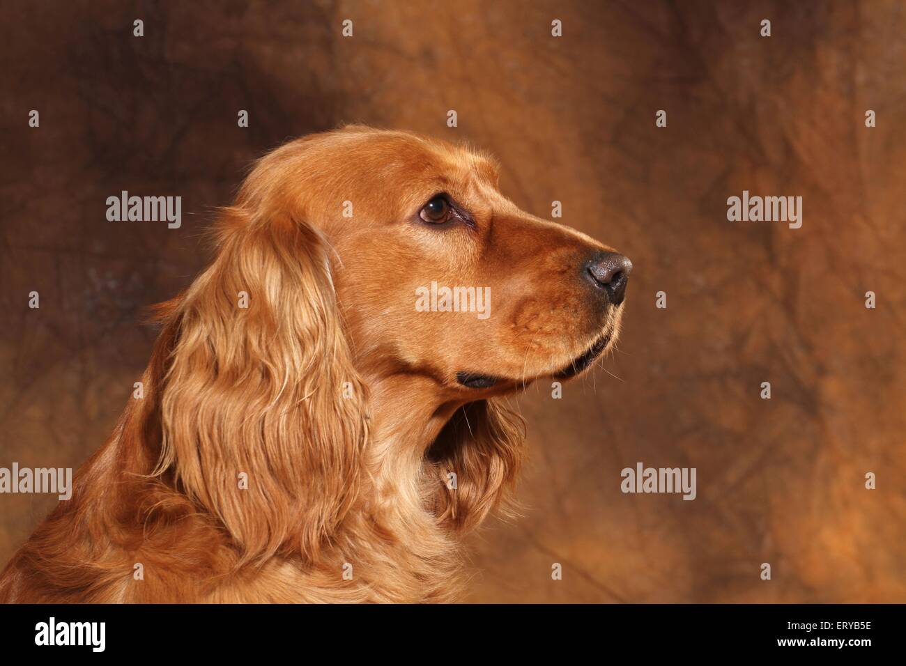 English Cocker Spaniel Portrait Stock Photo - Alamy