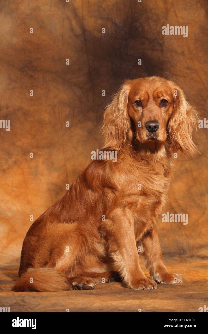 sitting English Cocker Spaniel Stock Photo - Alamy
