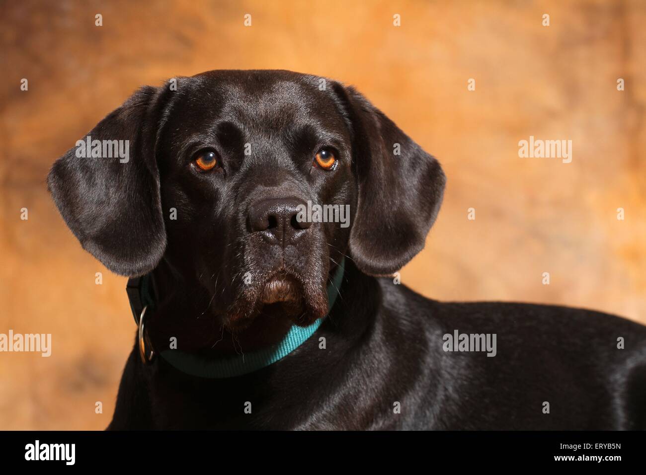 black mongrel portrait Stock Photo - Alamy