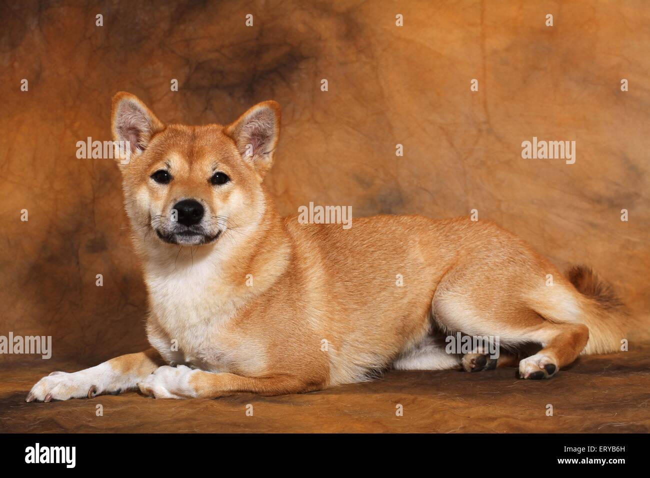 lying Shiba Inu Stock Photo - Alamy
