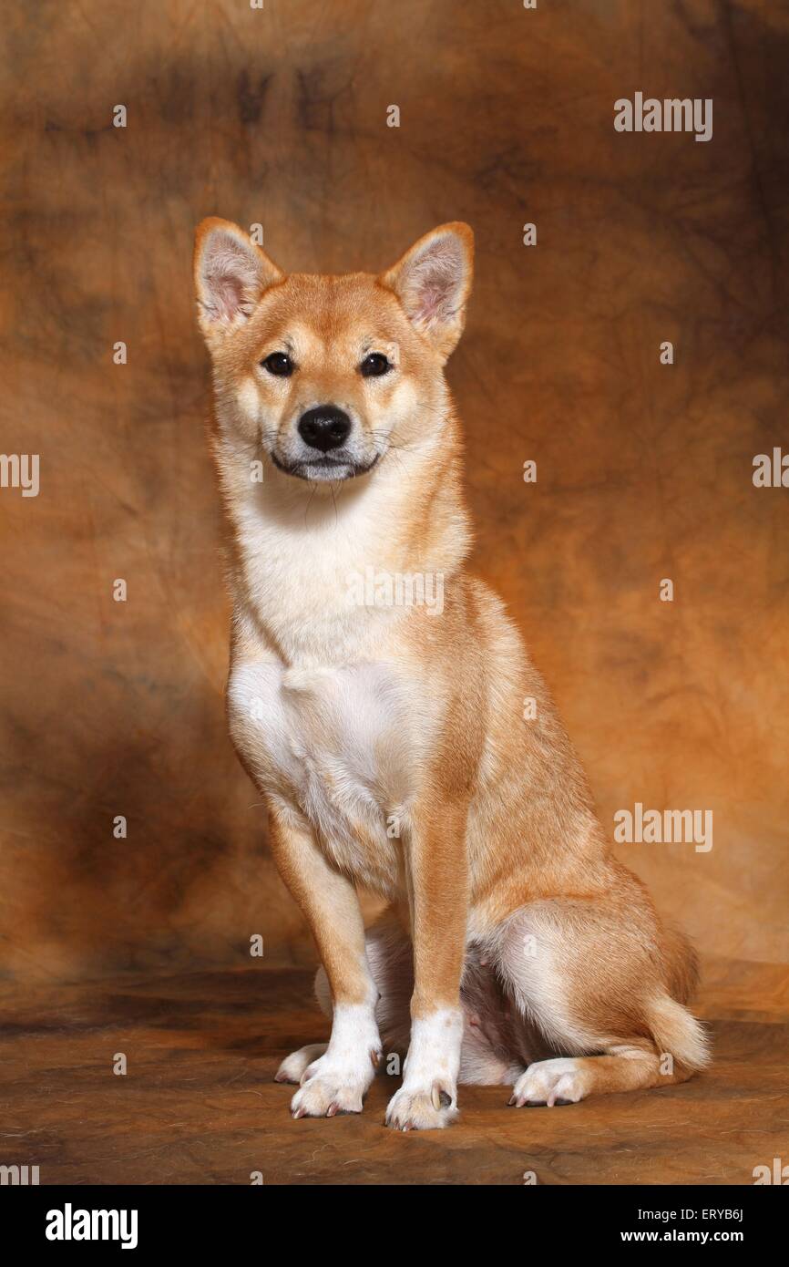 sitting Shiba Inu Stock Photo - Alamy