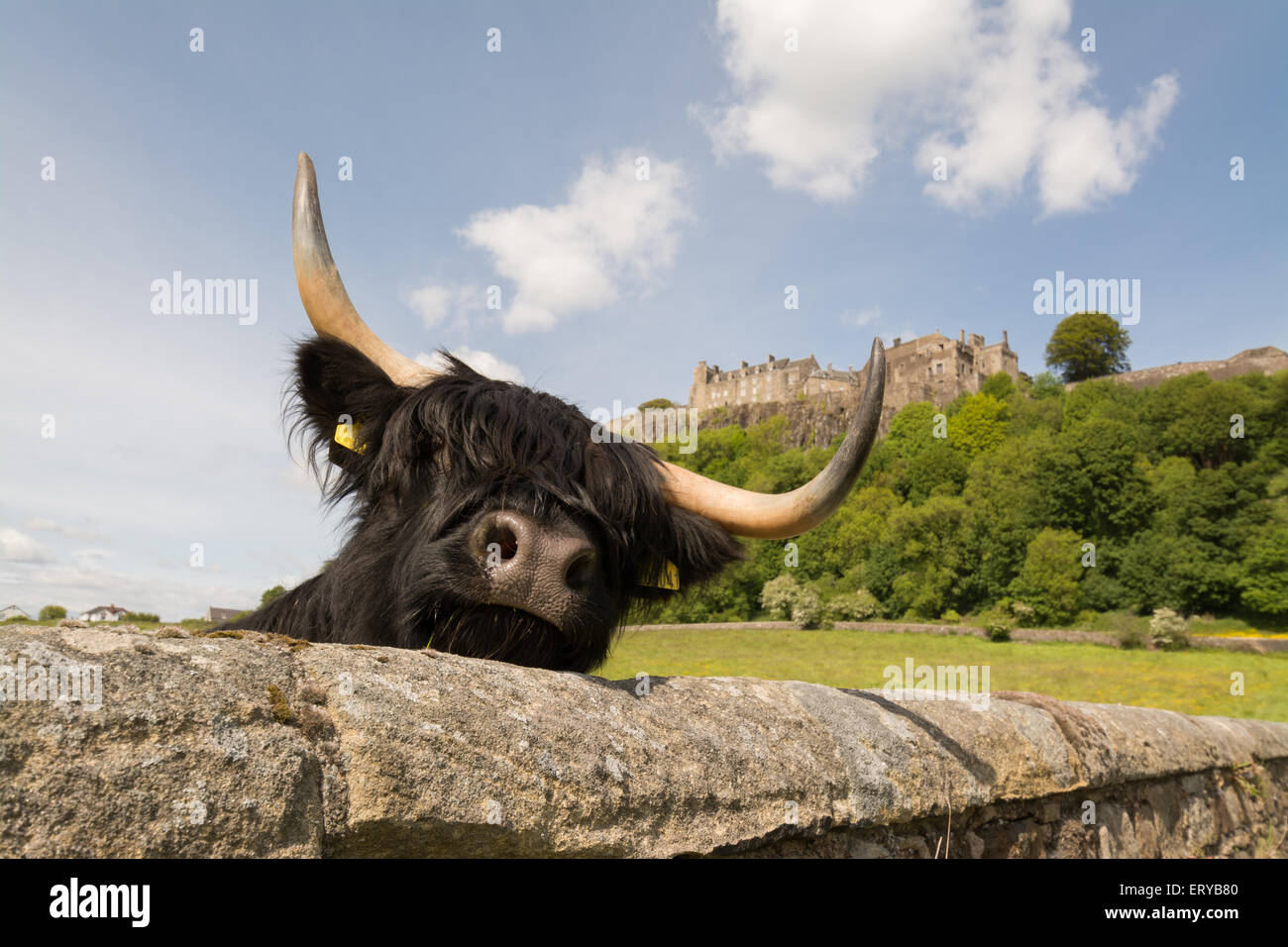 Highland Cattle Castle Stock Photos & Highland Cattle Castle Stock ...