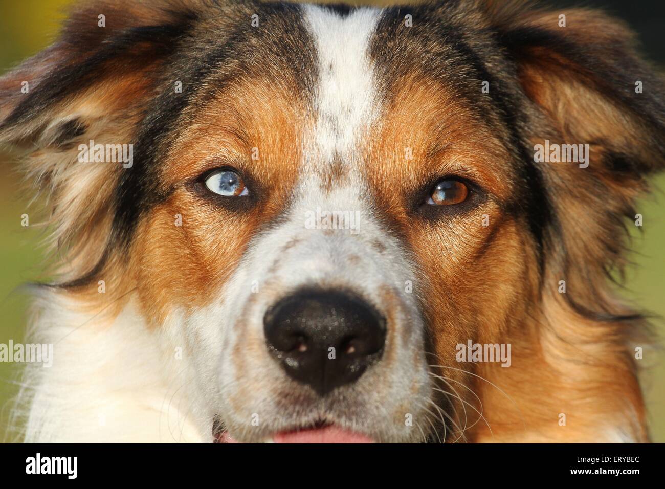 Mongrel close hi-res stock photography and images - Alamy