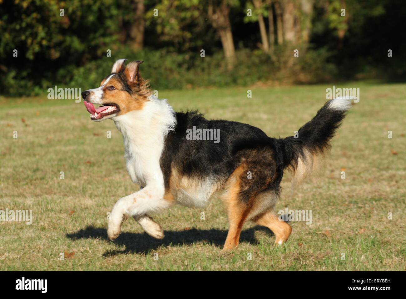 Animal animals autumn dog dogs fall motion running runs hi-res stock ...