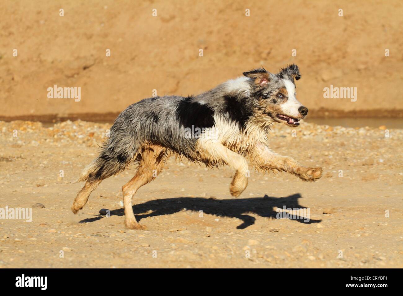 running Border Collie Stock Photo - Alamy