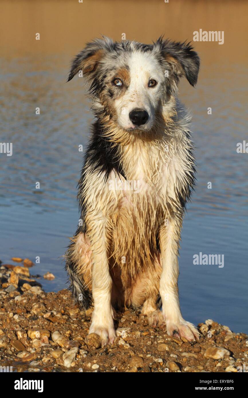 sitting Border Collie Stock Photo - Alamy