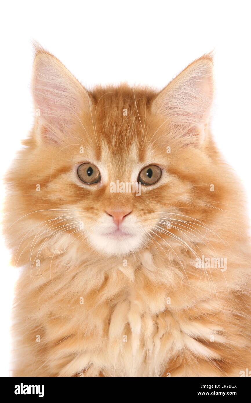 Maine Coon kitten Portrait Stock Photo - Alamy