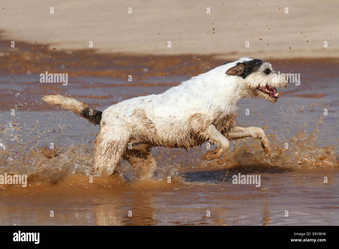 Jack russell and pool hi-res stock photography and images - Alamy