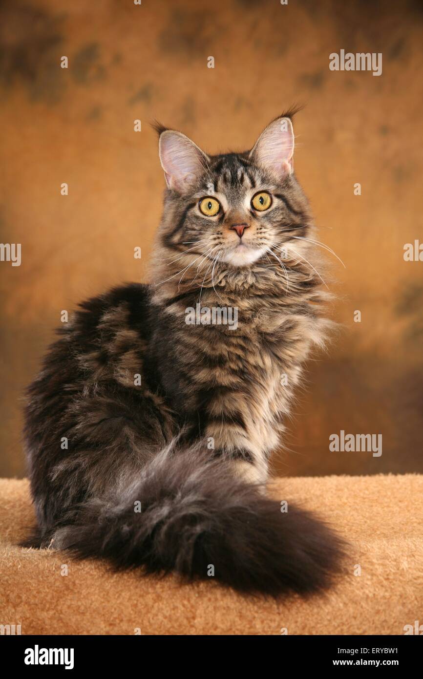 sitting Maine Coon Stock Photo - Alamy
