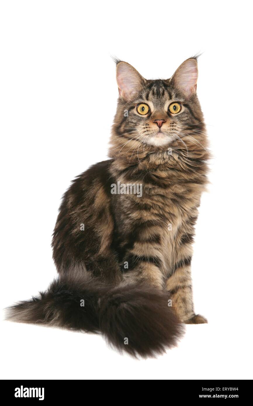 sitting Maine Coon Stock Photo - Alamy