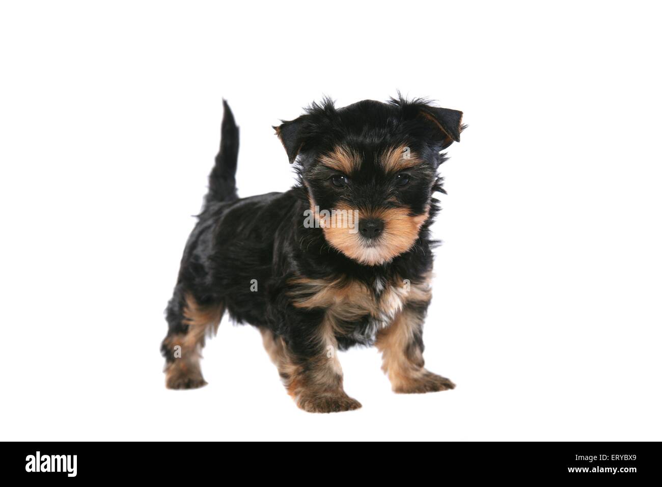 standing Yorkshire Terrier Puppy Stock Photo - Alamy