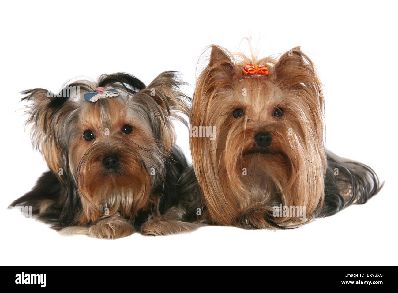 2 Yorkshire Terrier Stock Photo - Alamy