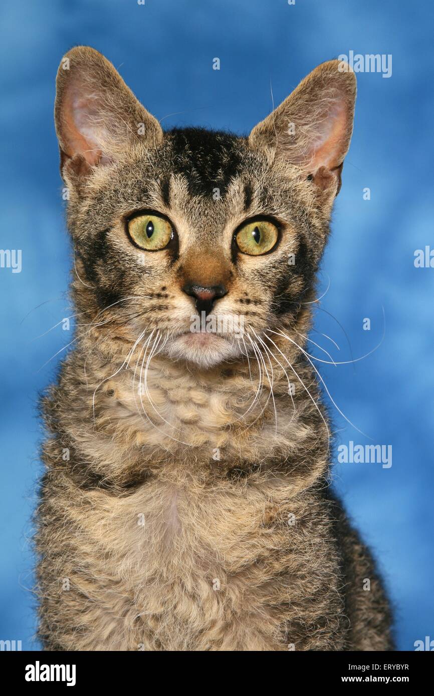 Laperm Cat High Resolution Stock Photography and Images - Alamy
