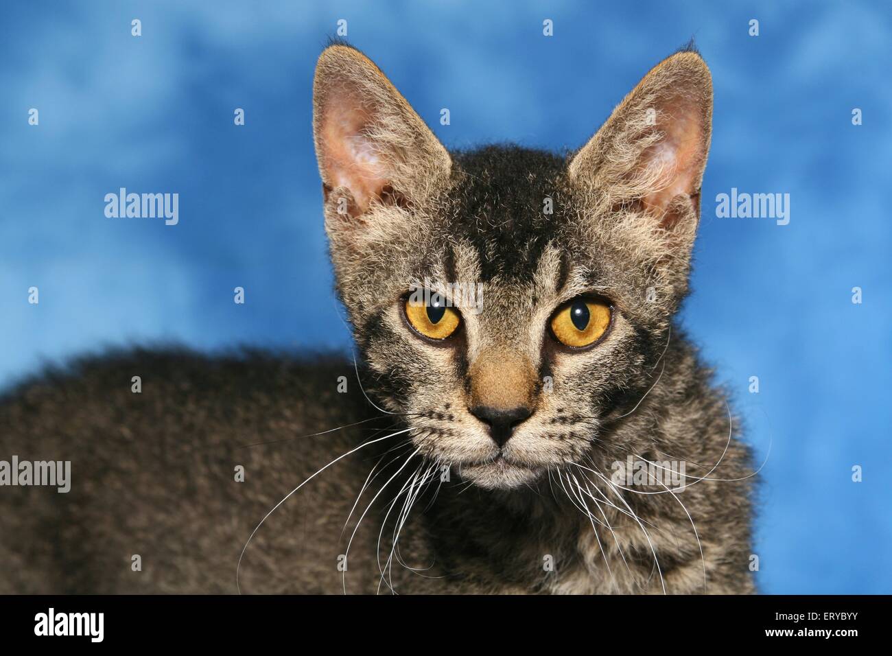 Laperm cat hi-res stock photography and images - Alamy