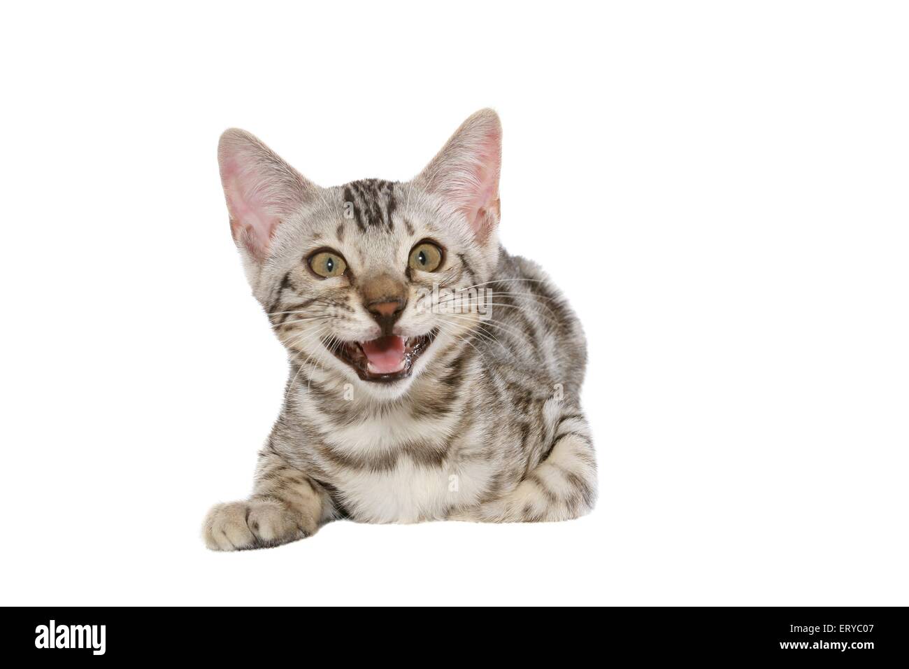 Mewing calls hi-res stock photography and images - Alamy