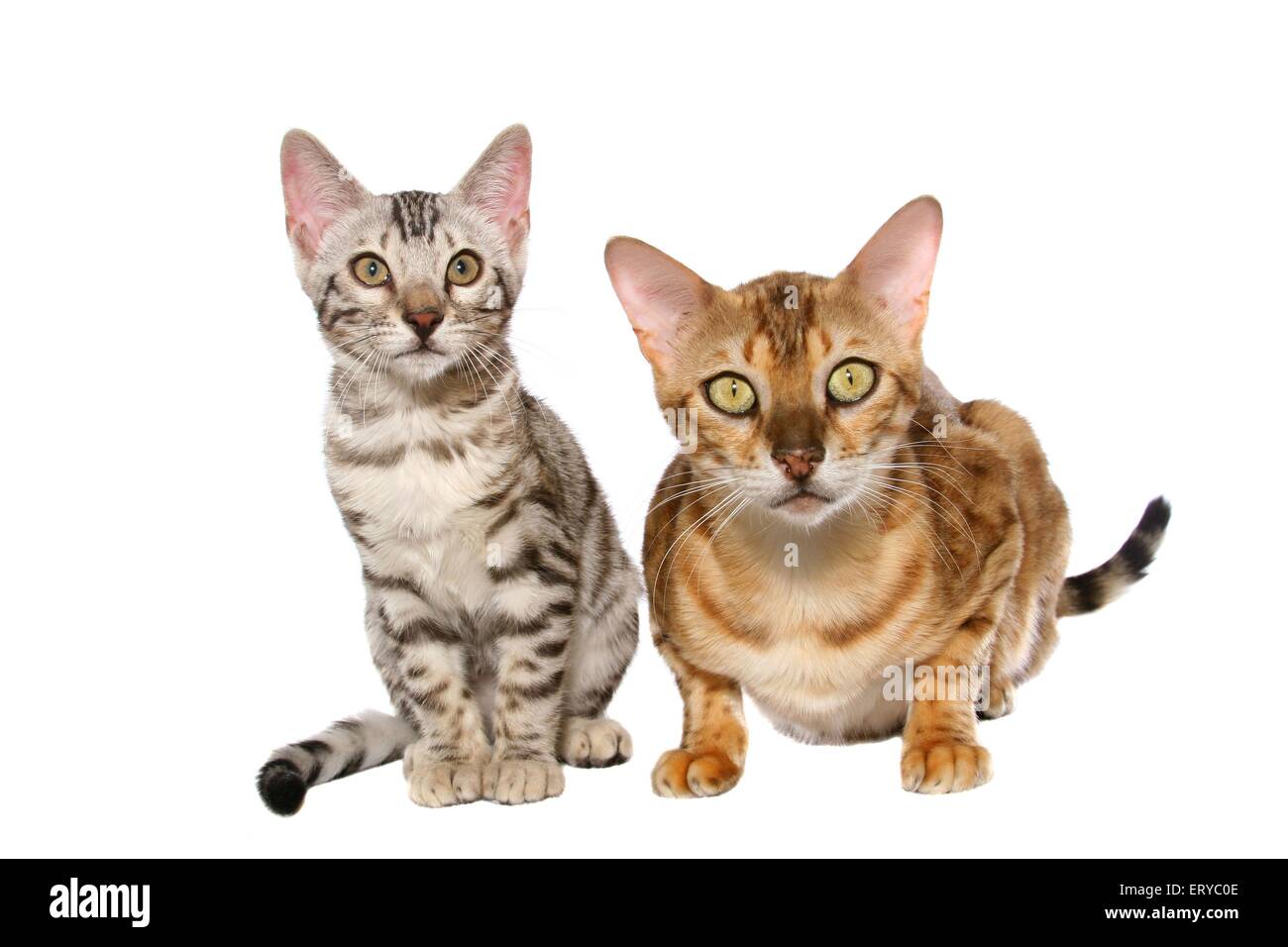 Bengal she-cat with kitten Stock Photo - Alamy