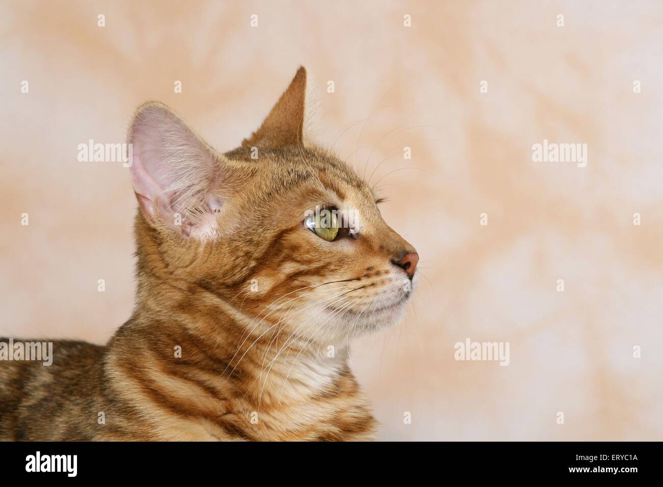 Bengal cat head side view hi-res stock photography and images - Alamy