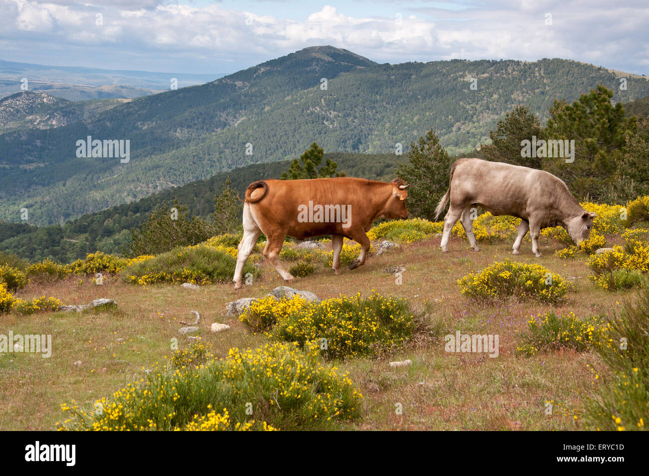 Cow grazing in Casillas Mountain Pass, Iruelas Valley Natural Park ...