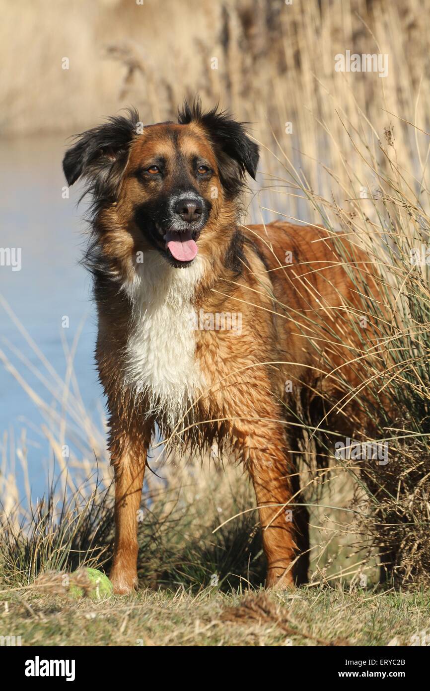 Mongrel dogs at the sea hi-res stock photography and images - Alamy