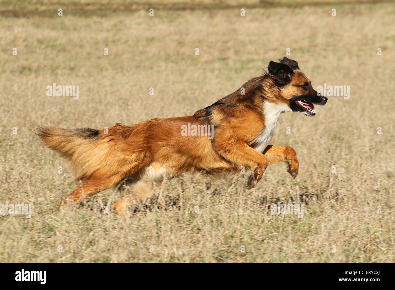 Animal animals autumn dog dogs fall motion running runs hi-res stock ...