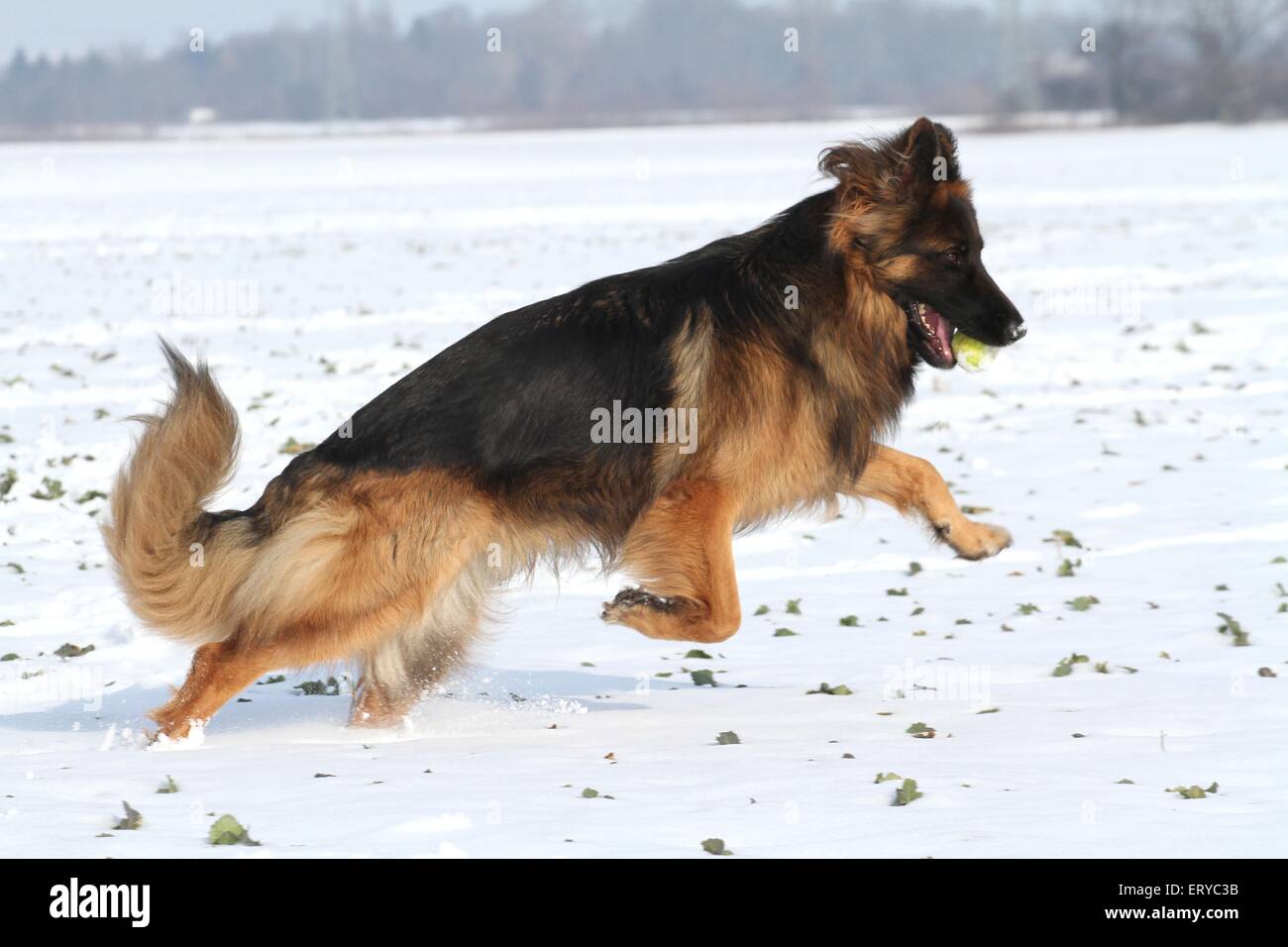 playing Old German Shepherd Stock Photo - Alamy